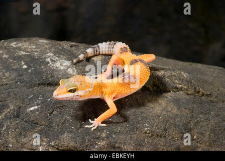 High yellow Leopard gecko, Eublepharis macularius, in front of white ...