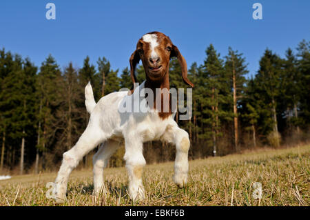 Little goat kid standing on a tire in a farm. A brown goat kid is ...