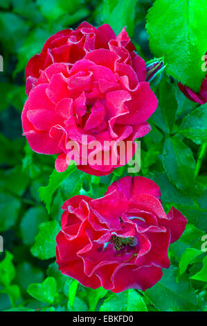 ornamental rose (Rosa 'Rotilia', Rosa Rotilia), cultivar Rotilia Stock ...
