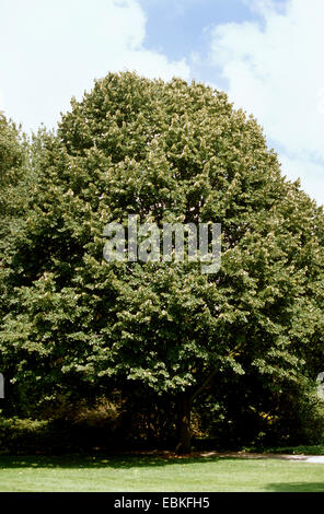 Silver Lime or Silver Linden Deciduous Tree (Tilia tomentosa ...
