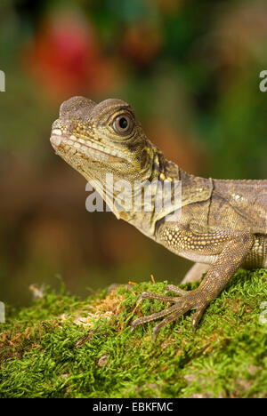 Weber's sail-fin lizard, Webers sail-fin dragon, green sail-fin dragon ...