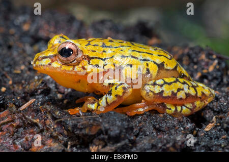 Reed Frog (Hyperolius spec.), on moss Stock Photo: 58149877 - Alamy