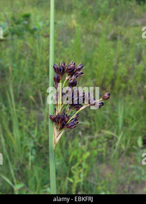 HARD RUSH Juncus inflexus (Juncaceae Stock Photo - Alamy