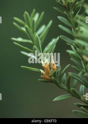 Mountain totara, Snow totara (Podocarpus nivalis), branch with cone ...