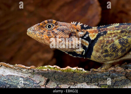 Tree Runner (Plica plica) close up of head. From the Ecuadorian Amazon ...