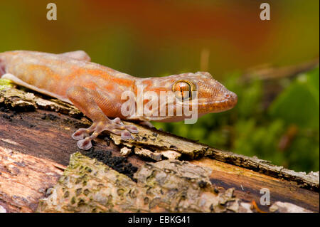 Ragazzi's fan-footed gecko, Fan-toed gecko, Yellow fan-fingered gecko ...