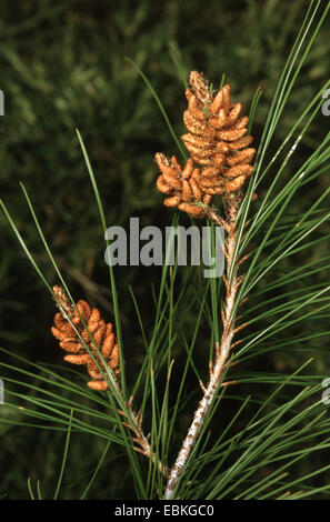 Turkish pine (Pinus brutia), Turkey Stock Photo - Alamy