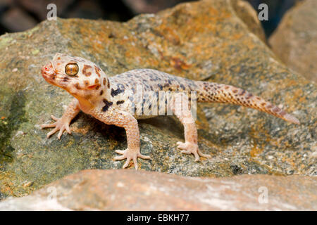 Portrait of Frog-eyed gecko (Teratoscincus roborowskii) on black ...