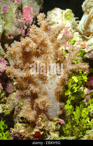 Kenya Tree Coral (Capnella imbricata), side view Stock Photo - Alamy
