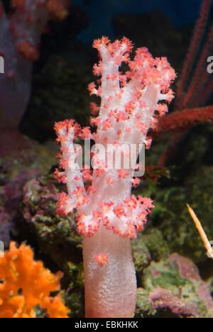 Pink and red soft coral (Dendronephthya) on a shipwreck with schooling ...