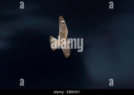 "Lesser Nighthawk (Chordeiles acutipennis) flying, Arizona Stock Photo ...