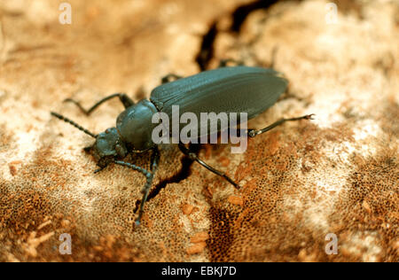 Kingworm, Superworm, Darkling Beetle (Zophobas morio), side view Stock ...