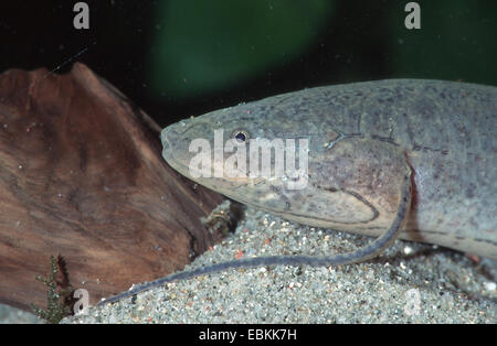 East African lungfish (Protopterus cf. aethiopicus Stock Photo - Alamy