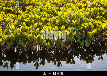 bogbean, buckbean (Menyanthes trifoliata), at the shore of a moor pond ...