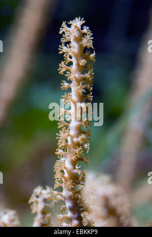 Gorgonian coral (Rumphella spec), side view Stock Photo - Alamy