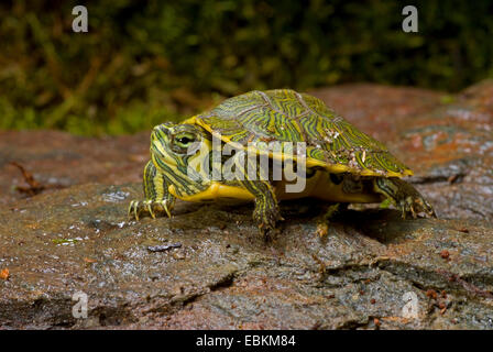Cumberland Slider, Trachemys scripta troostii Stock Photo - Alamy