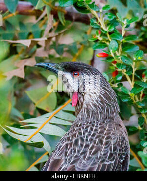 An Australian Red Wattle bird perching on tree Stock Photo - Alamy