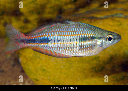Goyder River rainbowfish (Melanotaenia trifasciata Stock Photo - Alamy