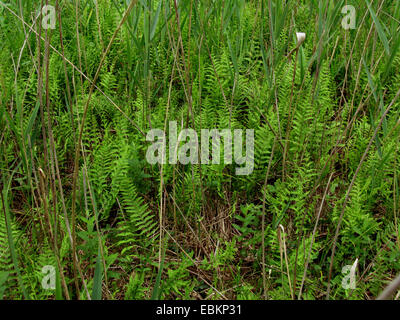 Thelypteris palustris, fern in in nature in a raw, in iran, Glade and ...