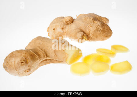 ginger, common ginger, cooking ginger, Canton ginger (Zingiber ...