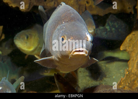 carp, common carp, European carp (Cyprinus carpio), fully scaled carp ...