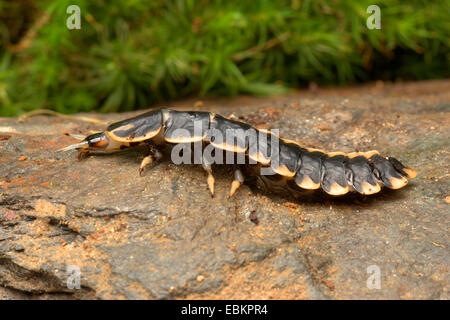 Close-Up of insect Trilobite Beetle a rare insect of Borneo-Nature ...