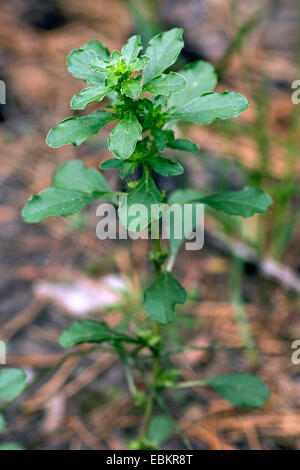 tumble pigweed, amaranthus albus Stock Photo - Alamy