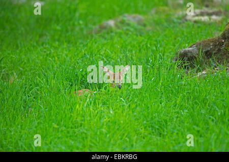 Baby roe deer (Capreolus capreolus) resting in grass on a sunny day in ...