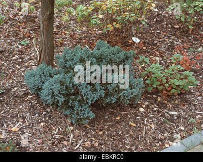 Juniperus squamata 'Blue Star' Juniper junipers conifer conifers ...