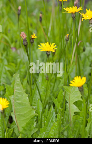 rough hawkbit, common hawkbit (Leontodon hispidus), blooming, Germany ...