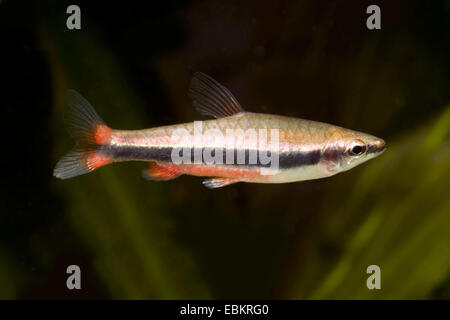 Golden pencilfish, Beckford's pencilfish. Golden Pencil fish ...