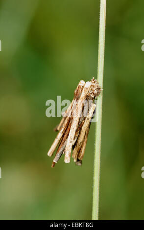 Bagworm Moth, Psyche casta, Psychidae, Lepidoptera. Larva in Case Stock ...