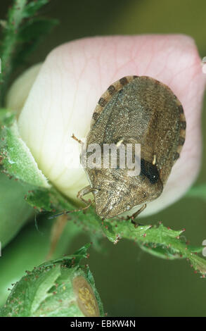 Closeup shot of a bug on blooming yellow Lantana flower Stock Photo - Alamy