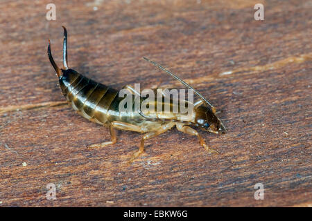 EARWIG Dermaptera on skin Stock Photo - Alamy