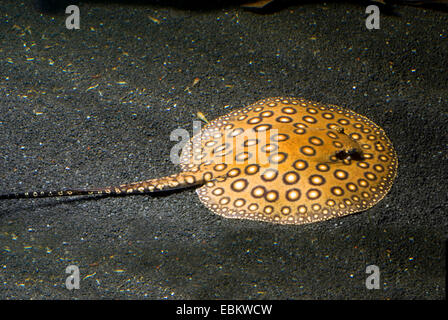 Motoro Stingray (Potamotrygon motoro), on the ground Stock Photo - Alamy
