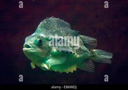 lumpsucker, lumpfish, hen-fish, henfish, sea hen (Cyclopterus lumpus ...