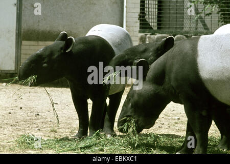 Malayan Tapir, Tapirus indicus, eating leaves from tree, side view ...