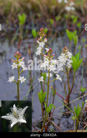 Bogbean (Menyanthes trifoliata) flower, Bavaria, Germany Stock Photo ...