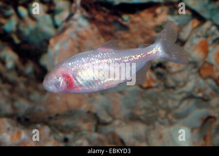 Blind cave tetra, Blind cavefish (Astyanax jordani), swimming Stock ...