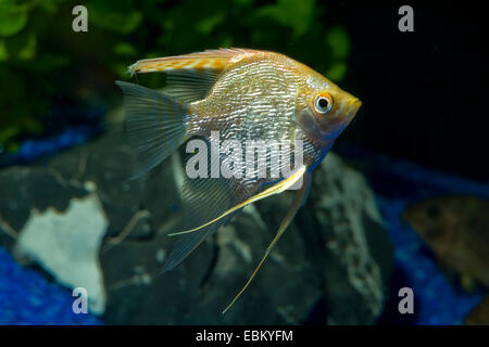 Diamond Angelfish, pterophyllum scalare Stock Photo - Alamy