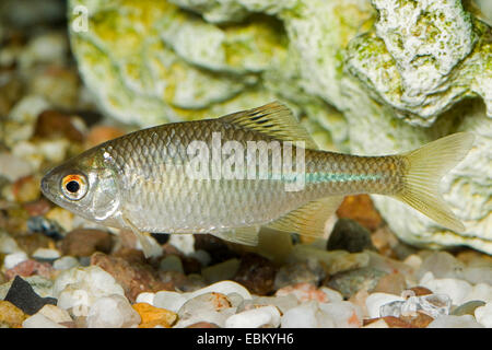 European bitterling (Rhodeus amarus) wild fish shoal swimming ...