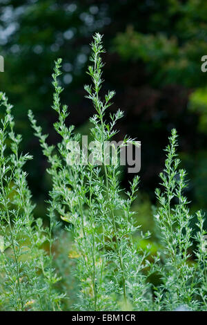 common wormwood, absinth wormwood, absinth sagewort (Artemisia ...