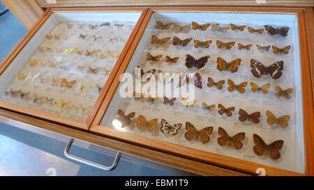 Butterfly collection at the Museum of Natural History in Berlin Stock ...
