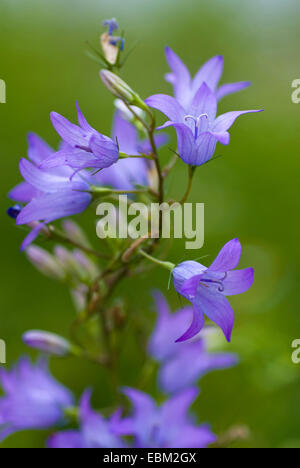 Wild rampion bellflower Flower (Campanula rapunculus) isolated on white ...