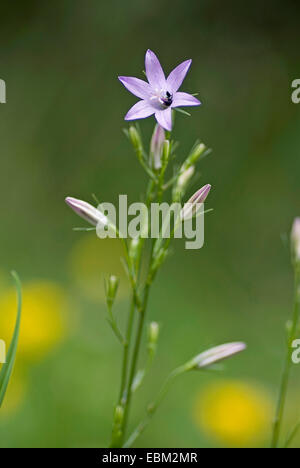 Rampion (Campanula rapunculus Stock Photo - Alamy