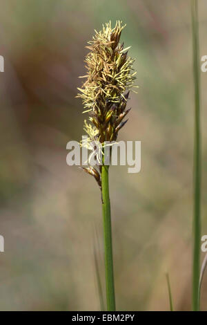 slender tussock-sedge, slender tufted-sedge (Carex acuta, Carex ...