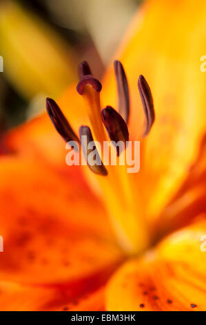 Close up of the anthers and stamen of an Orange Lily Stock Photo - Alamy