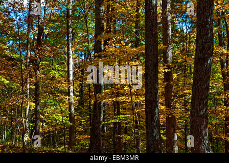 A forest in Brown County Indiana with fall foliage Stock Photo - Alamy