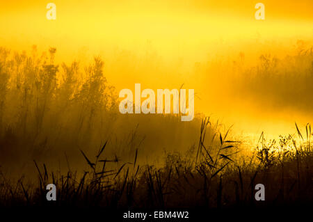 Sunrise on marsh land, near Goose Pond, Linton, Indiana, USA Stock ...