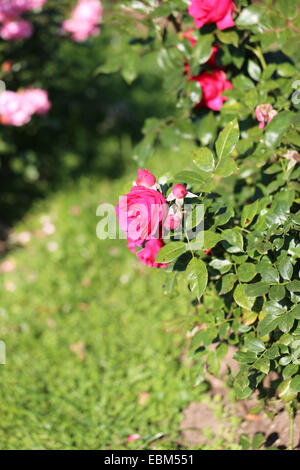 Beautiful rose garden is photographed close up Stock Photo - Alamy